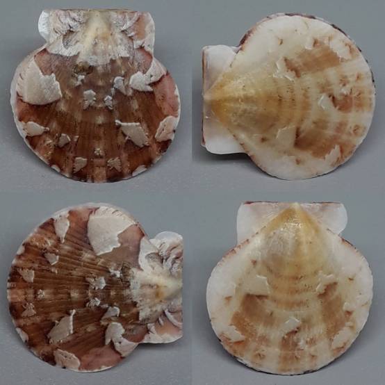 shellauction.net :: Pecten pyxidatus - 3595949