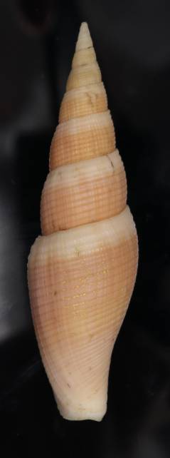 shellauction.net :: Calcimitra christinae - 3595996