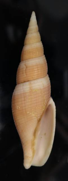 shellauction.net :: Calcimitra christinae - 3595996