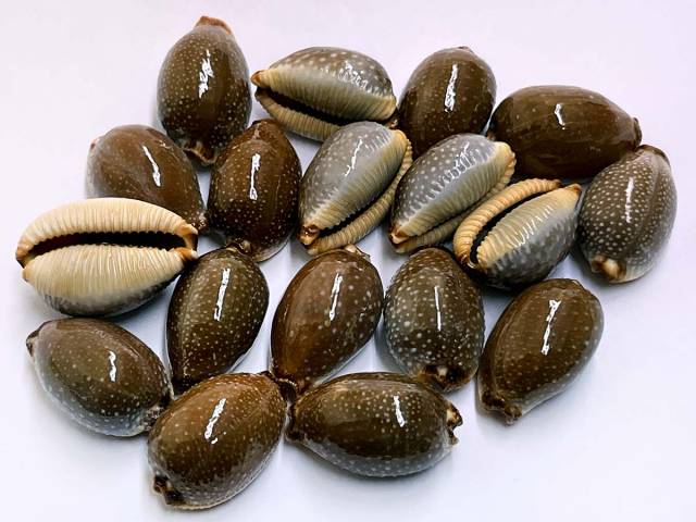 shellauction.net :: Staphylaea nolani - 3596060