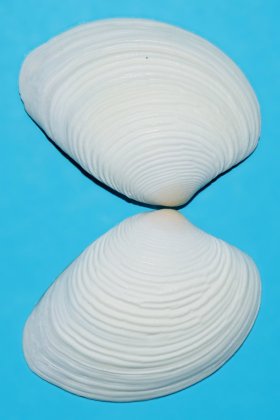 shellauction.net :: Katelysia rhytiphora - 3596139