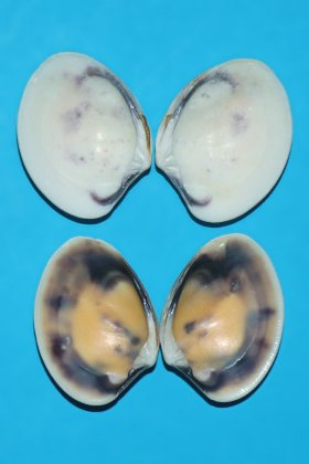 shellauction.net :: Katelysia rhytiphora - 3596141