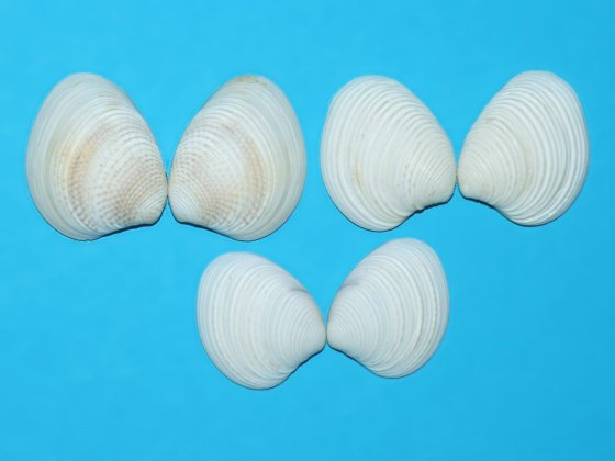 shellauction.net :: Katelysia scalarina - 3596148