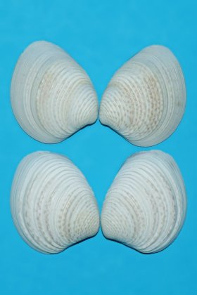 shellauction.net :: Katelysia scalarina - 3596164