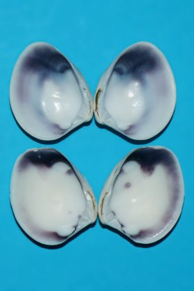 shellauction.net :: Katelysia scalarina - 3596164