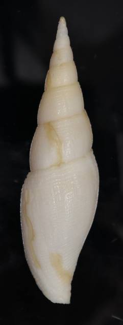 shellauction.net :: Calcimitra glaphyria sp. - 3596166