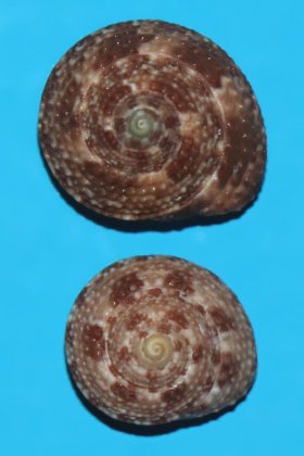 shellauction.net :: Clanculus limbatus - 3596179