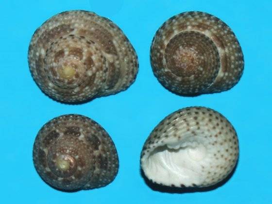 shellauction.net :: Clanculus maxillatus - 3596192