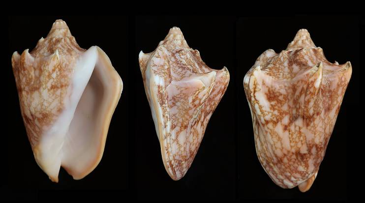 shellauction.net :: Cymbiola vespertilio peterstimpsoni - 3596206