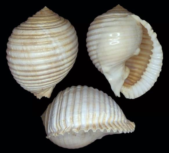 shellauction.net :: Malea ringens - 3596276