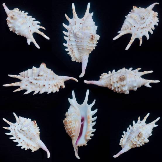 shellauction.net :: Ophioglossolambis violacea - 3596314