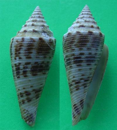 shellauction.net :: Conasprella longurionis - 3596315