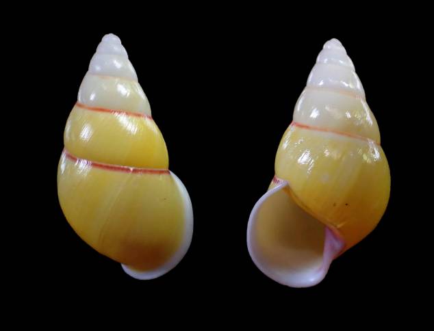 shellauction.net :: Amphidromus quadrasi solidus cadaraman palwanensis ...