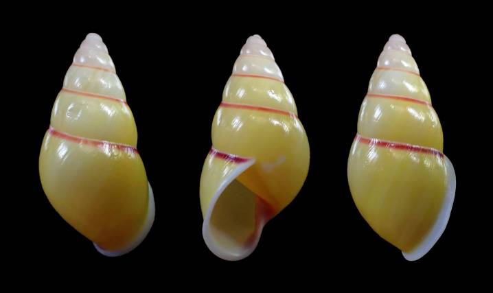 shellauction.net :: Amphidromus quadrasi solidus cadaraman palwanensis ...