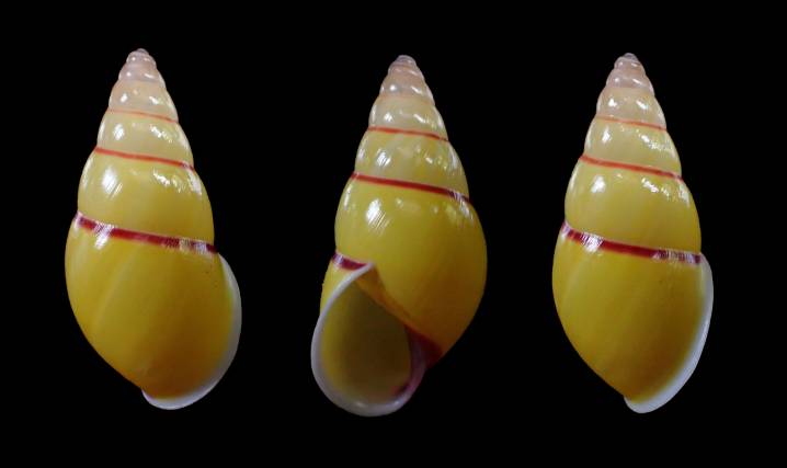 shellauction.net :: Amphidromus quadrasi solidus cadaraman palwanensis - 3596454