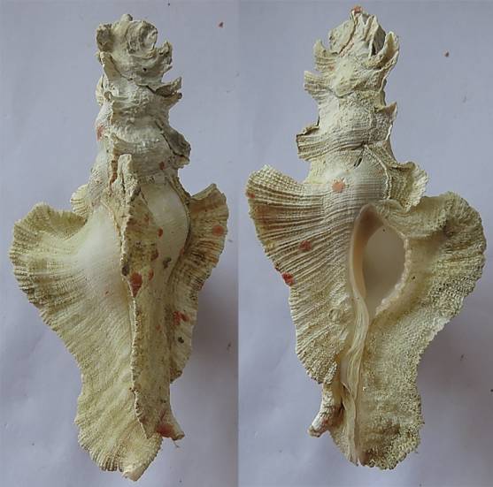 shellauction.net :: Pterynotus elongatus - 3596479