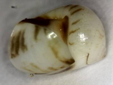 shellauction.net :: Naticarius species - 3596536