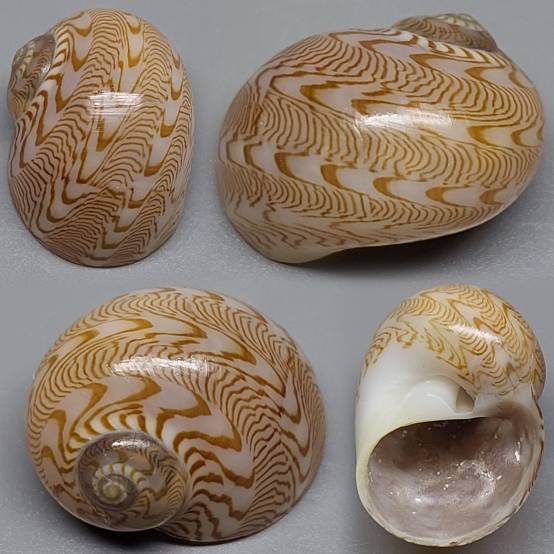 shellauction.net :: Tanea tenuipicta - 3596838