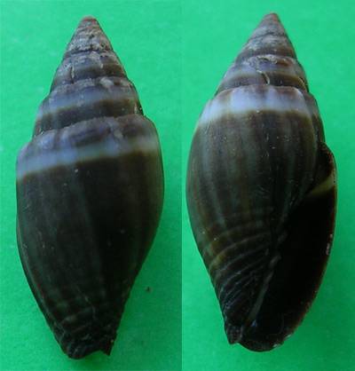 shellauction.net :: Strigatella tristis - 3596877