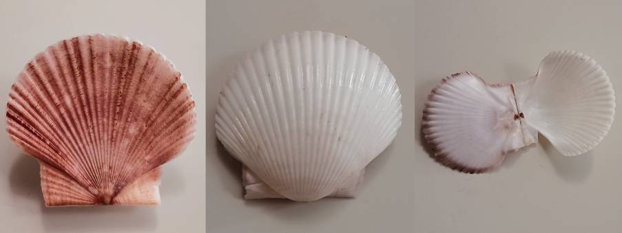 shellauction.net :: Pecten pyxidatus - 3597200