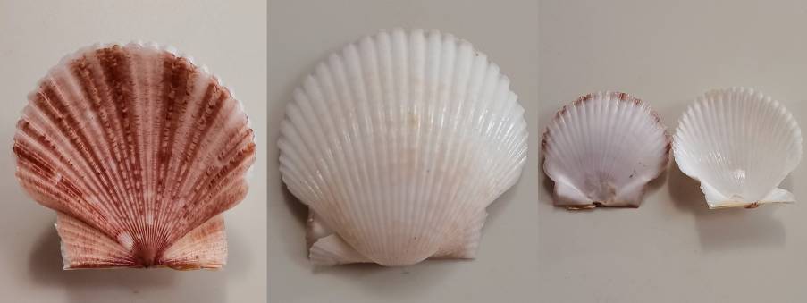shellauction.net :: Pecten pyxidatus - 3597220