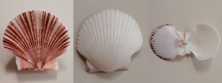 shellauction.net :: Pecten pyxidatus - 3597244