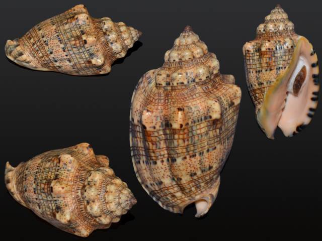 shellauction.net :: Voluta musica - 3597263