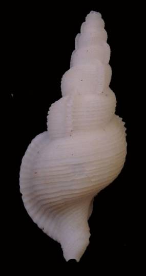 shellauction.net :: Phyllocoma convoluta - 3597435