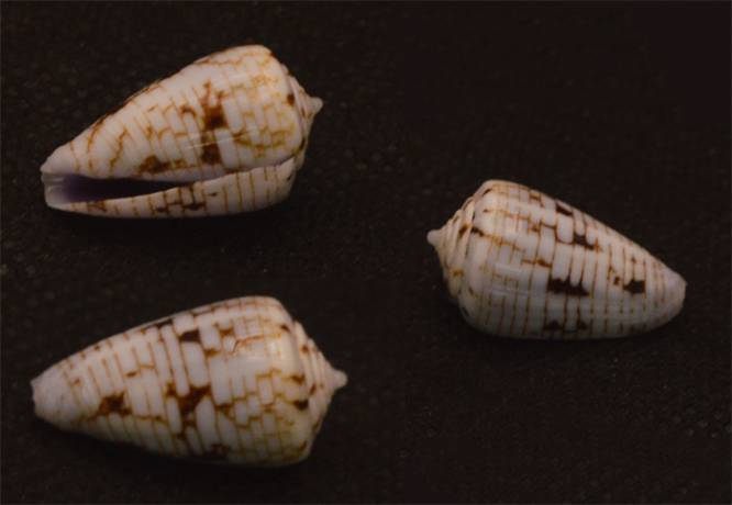 shellauction.net :: Conus boschi - 3597617