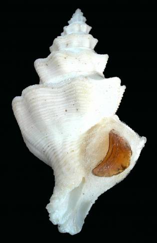 shellauction.net :: Mipus gyratus - 3597631