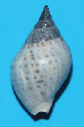 shellauction.net :: Cominella lineolata - 3597654