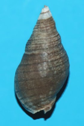 shellauction.net :: Cominella virgata - 3597676