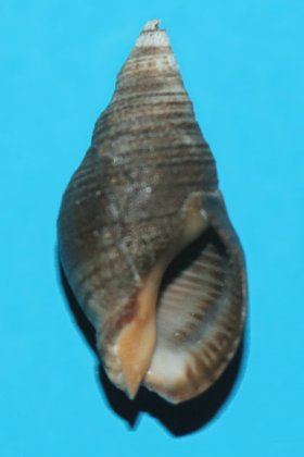 shellauction.net :: Cominella virgata - 3597676