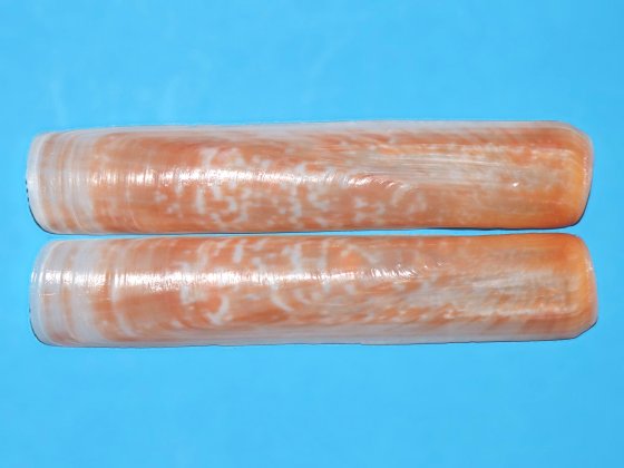 shellauction.net :: Solen aureomaculatus - 3597797