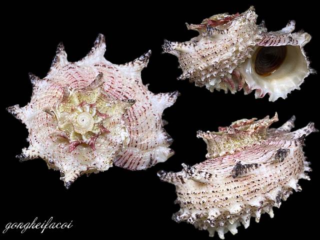 shellauction.net :: Angaria sp. - 3597824