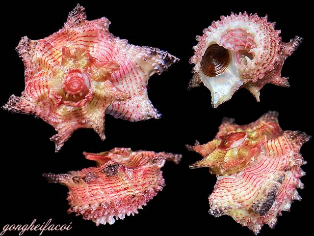 shellauction.net :: Angaria sp. - 3597825