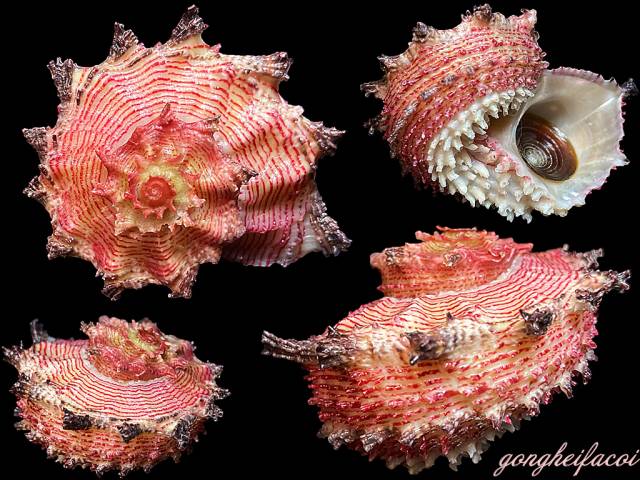 shellauction.net :: Angaria sp. - 3597827