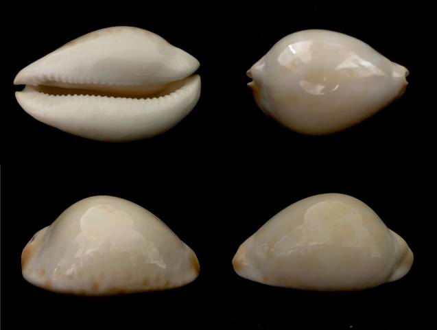 shellauction.net :: Zoila friendii kostini - 3597951