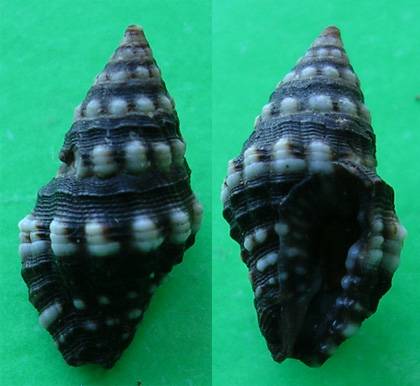 shellauction.net :: Engina turbinella - 3598124