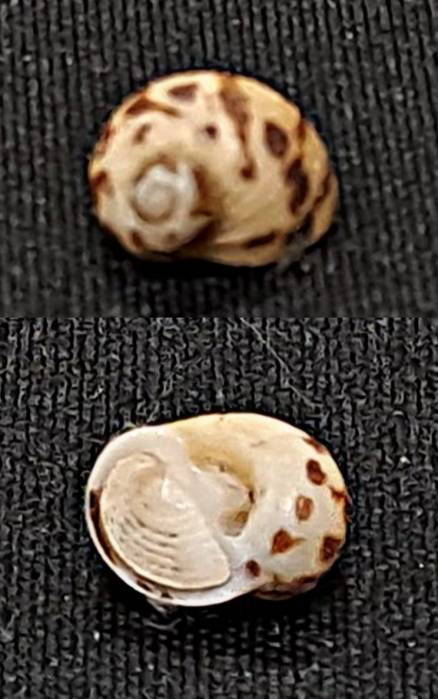 shellauction.net :: Naticarius concinnus - 3598157