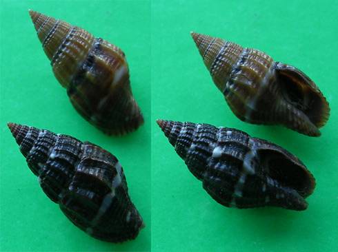 shellauction.net :: Anachis varia - 3598419