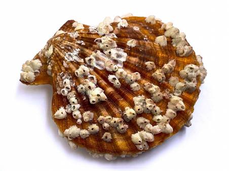 shellauction.net :: Chlamys senatoria - 3598608