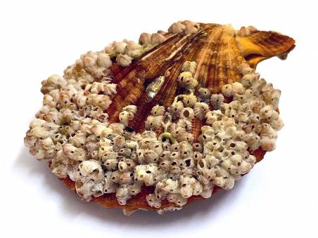 shellauction.net :: Chlamys senatoria - 3598608