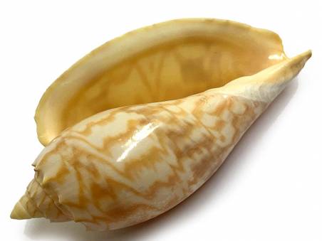 shellauction.net :: Amoria (Cymbiolista) jansae jansae - 3598710