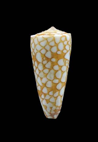 shellauction.net :: Conus nobilis - 3598760