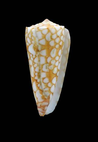 shellauction.net :: Conus nobilis - 3598760