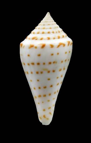 shellauction.net :: Conus stupella - 3598785