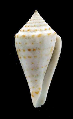 shellauction.net :: Conus stupella - 3598785