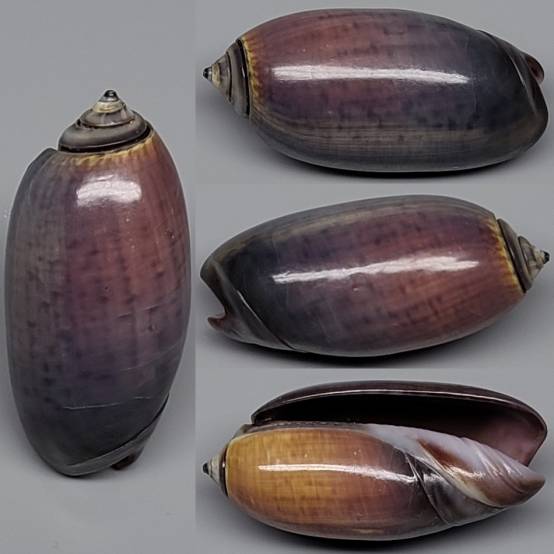 shellauction.net :: Oliva oliva - 3598886