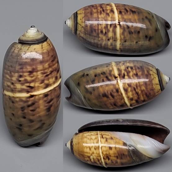 shellauction.net :: Oliva oliva - 3598898